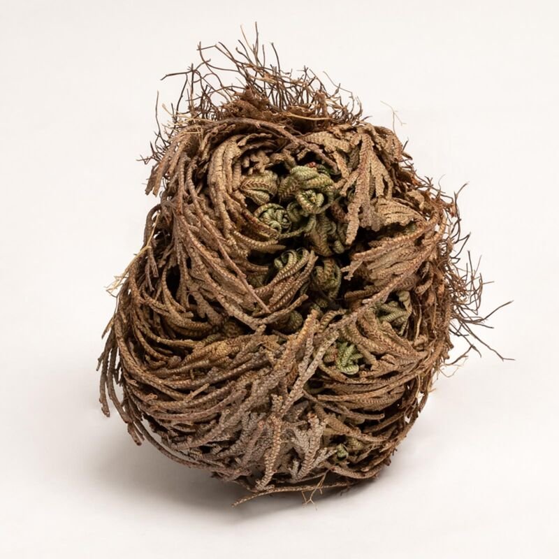 Rose Of Jericho - Temple of the Divine